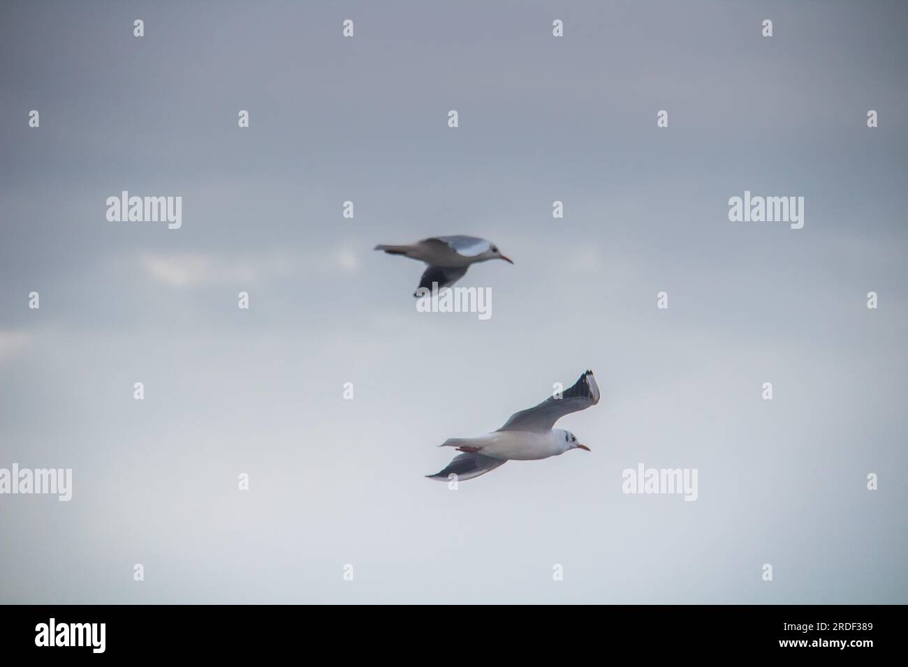 Birds soaring through the sky hi-res stock photography and images - Alamy