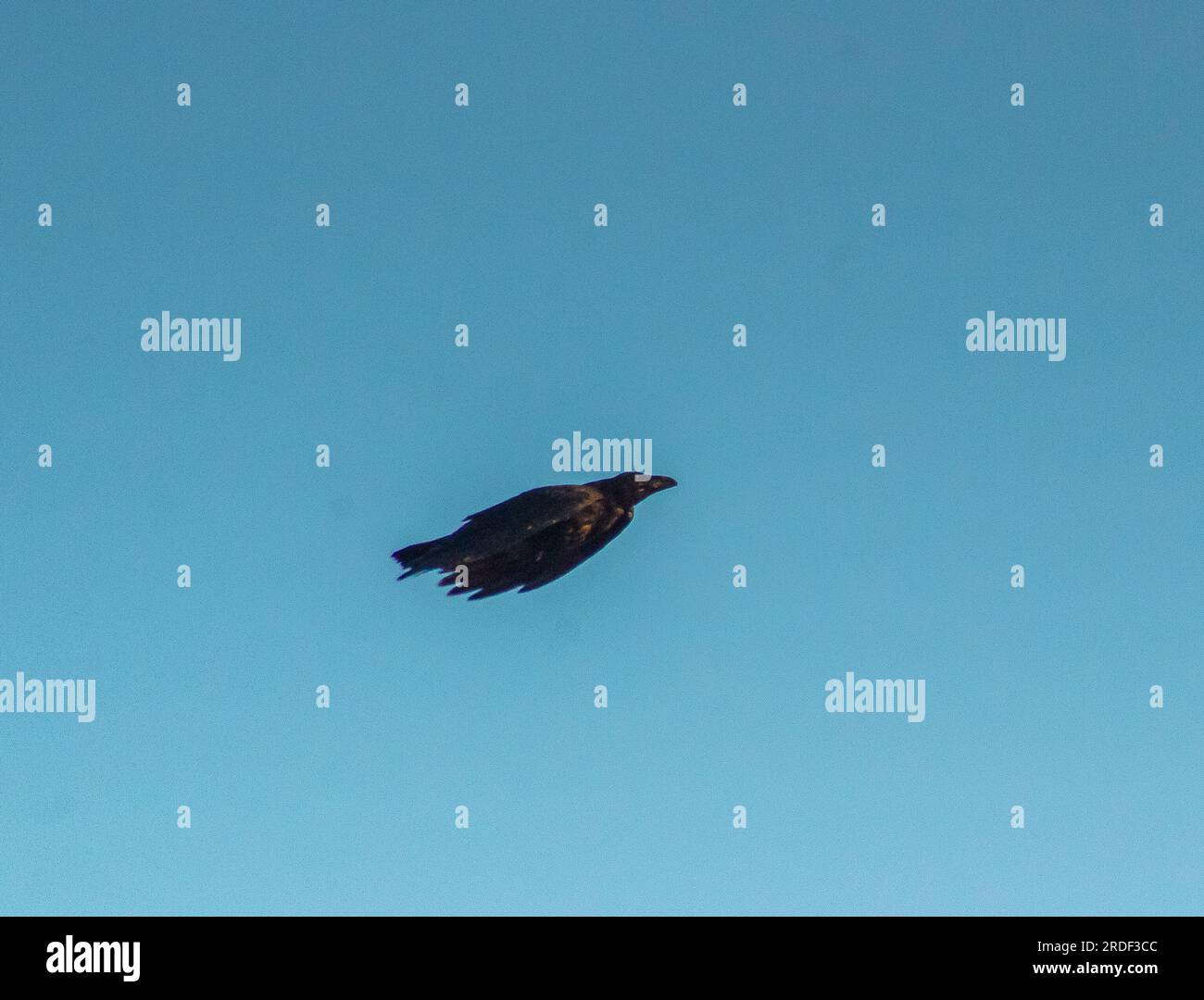 Airborne Spirits: Common Raven Birds Take Flight Like Airplanes Stock ...