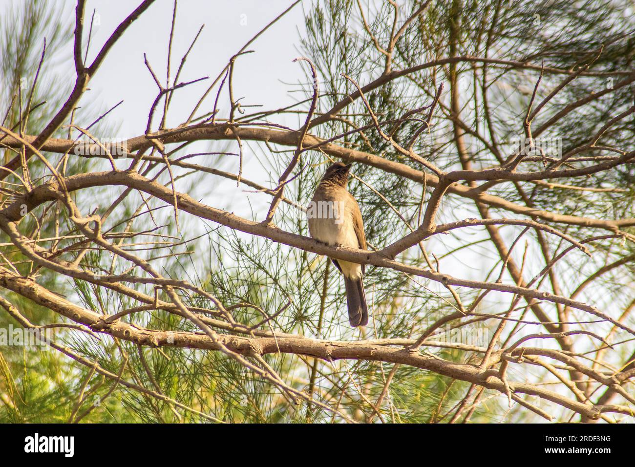 Garden Bulbuls on a Tree Branch Stock Photo - Alamy