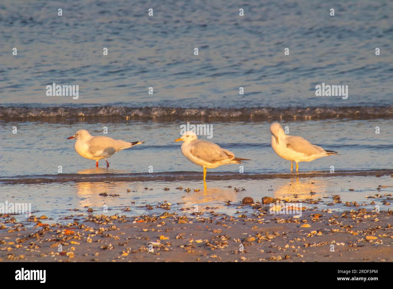 Coastal Trio: Three Slender-billed Gull Birds Gliding Above the Beach ...