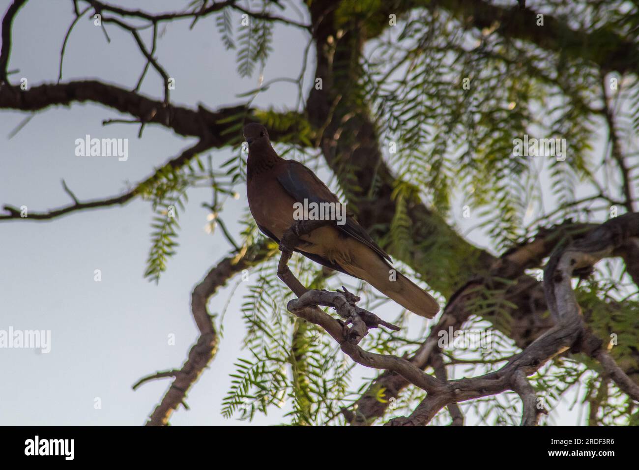 Branch Visitors: Eurasian Collared Dove Birds Perched on Tree Branches ...