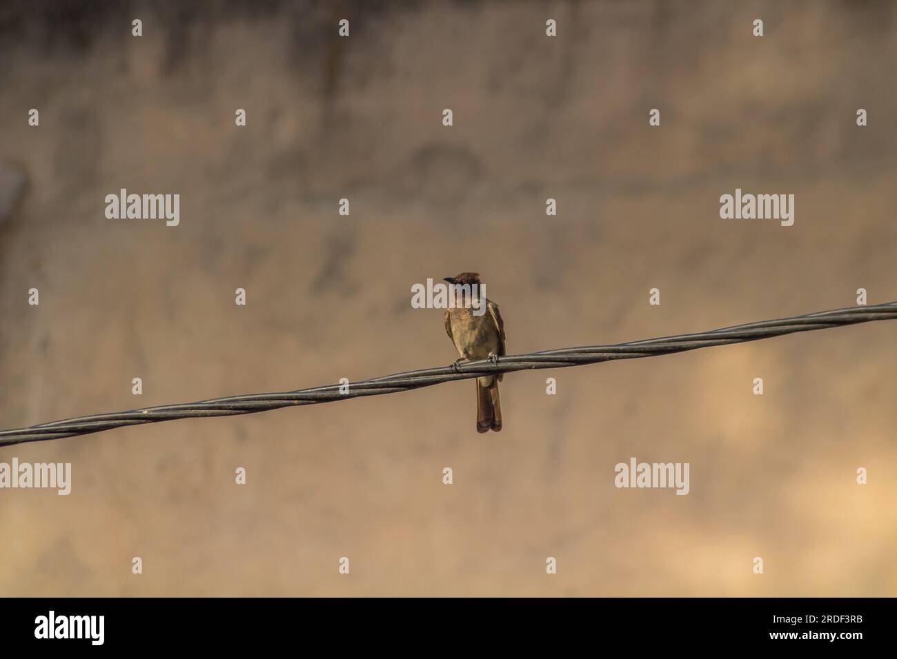 Common Bulbul Birds Perched on Electric Cables Stock Photo - Alamy