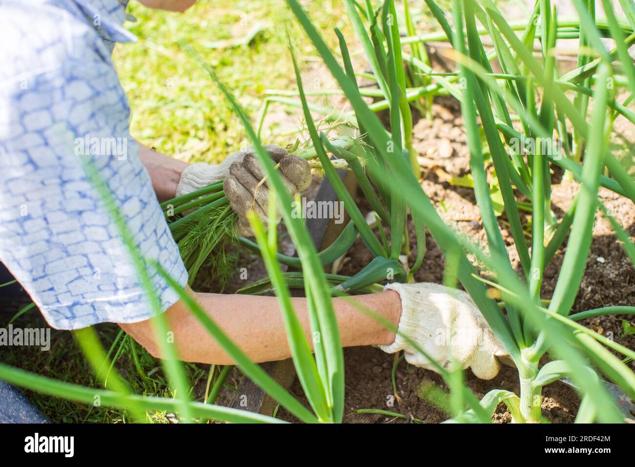 Farmer's hands harvest crops in the garden farm. Plantation work ...
