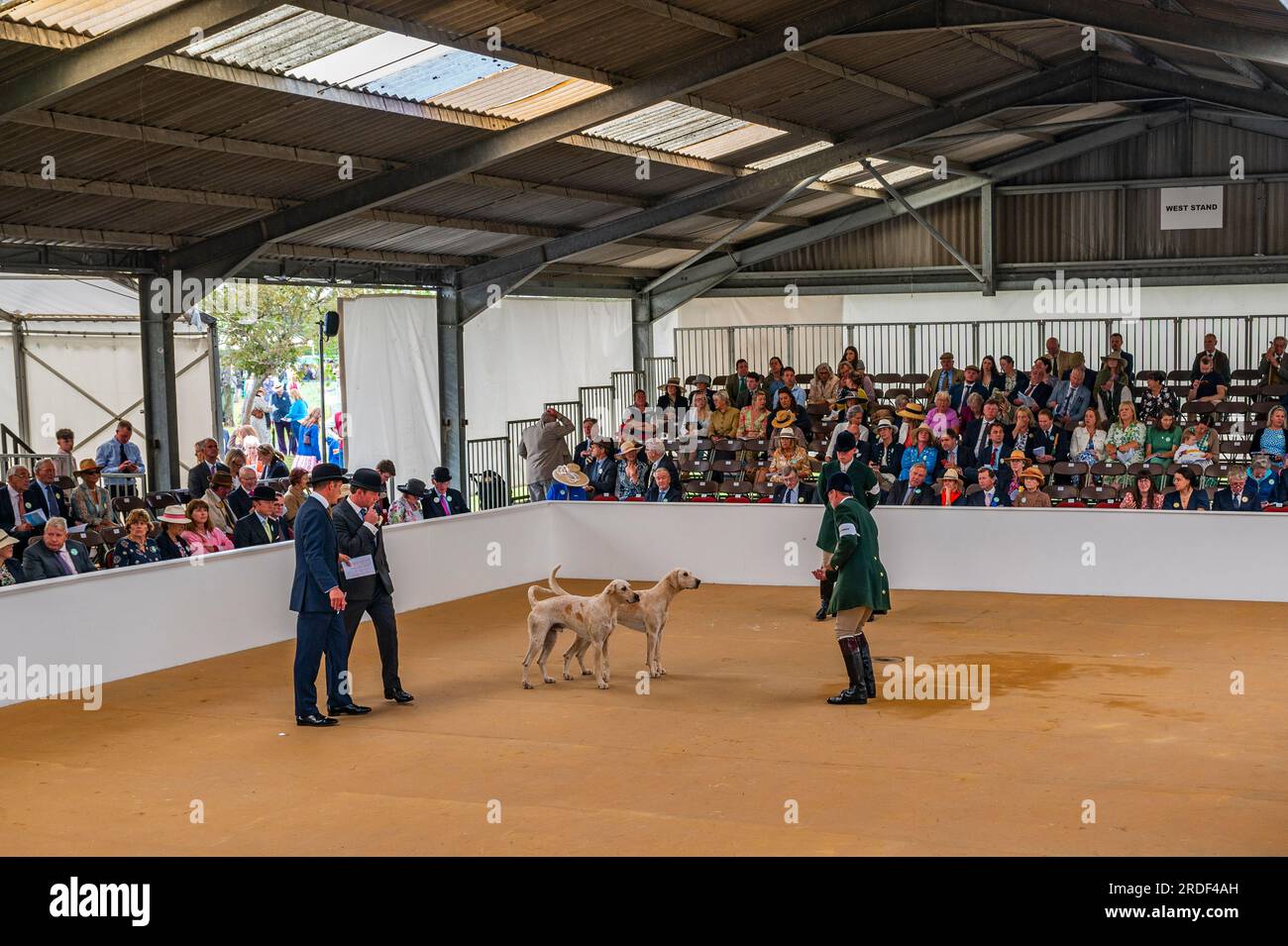 Dog breeds showcase hi-res stock photography and images - Alamy