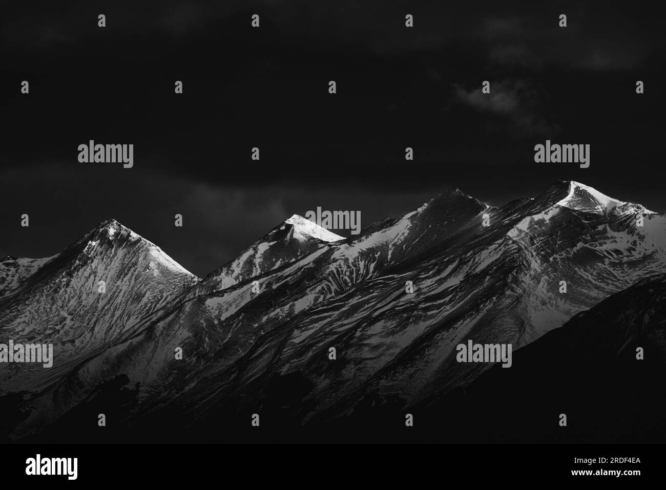 Fauna of argentina Black and White Stock Photos & Images - Alamy