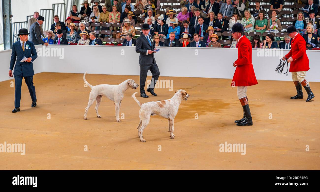 Dog breeds showcase hi-res stock photography and images - Alamy
