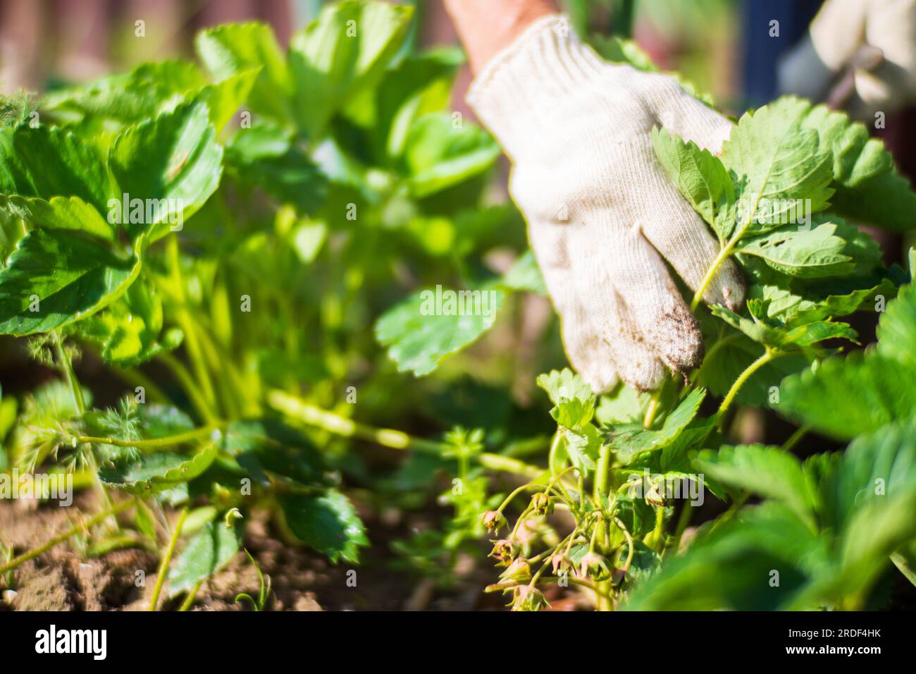 The farmer takes care of the plants in the vegetable garden on the farm ...