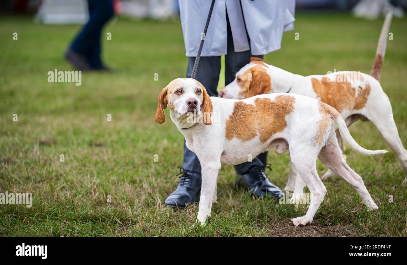The Showground, Peterborough, UK – In addition to Fox Hounds the ...