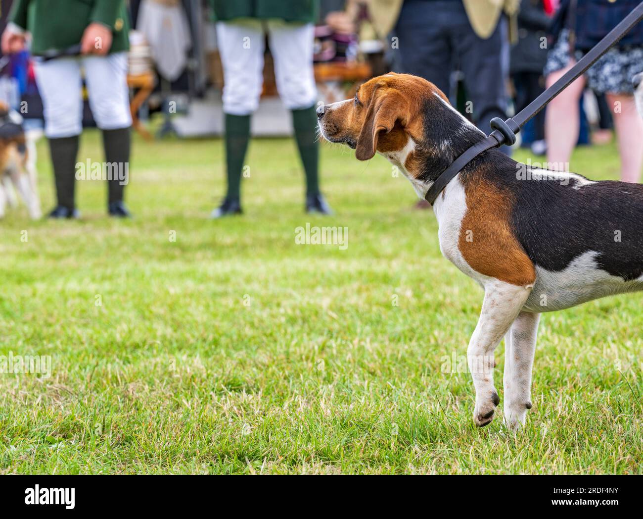 The Showground, Peterborough, UK – In addition to Fox Hounds the ...