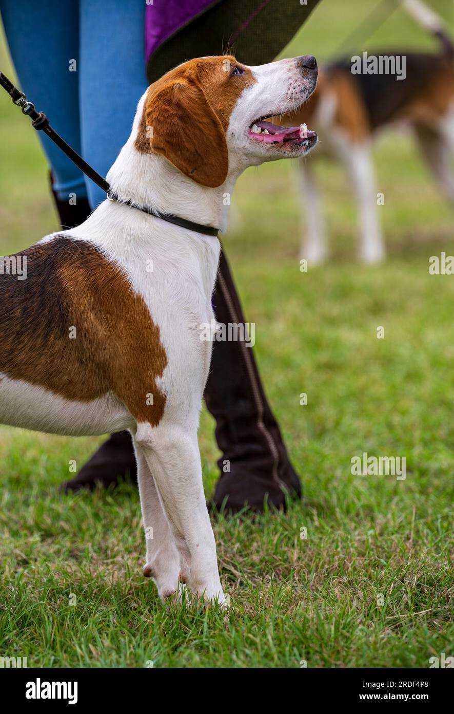 The Showground, Peterborough, UK – In addition to Fox Hounds the ...