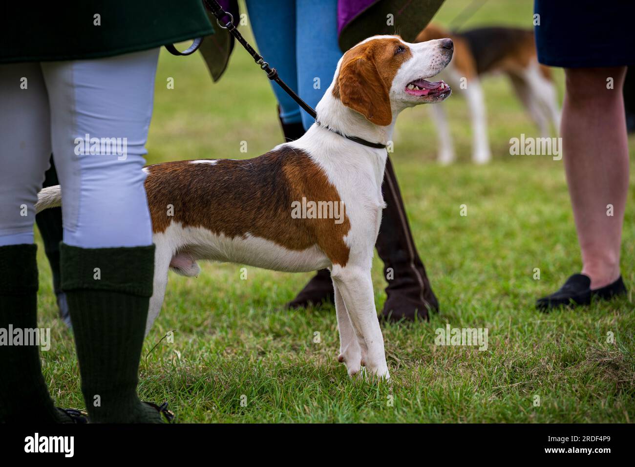 Dog breeds showcase hi-res stock photography and images - Alamy