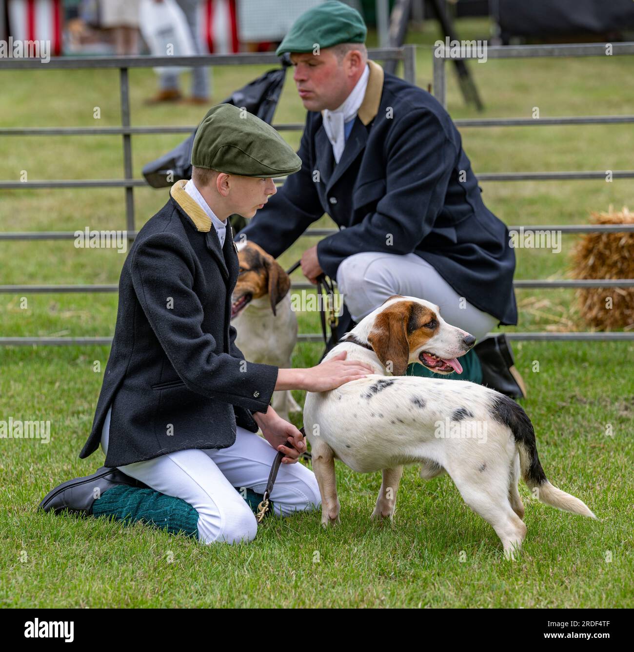 The Showground, Peterborough, UK – In addition to Fox Hounds the ...