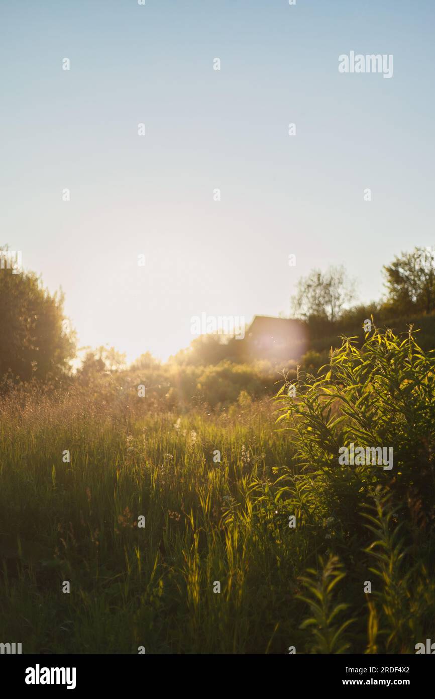 Summer nature nature in the evening hi-res stock photography and images ...