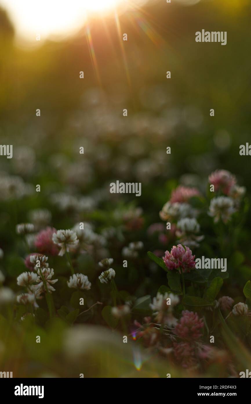 Pink clover flowers in sunny hi-res stock photography and images - Alamy