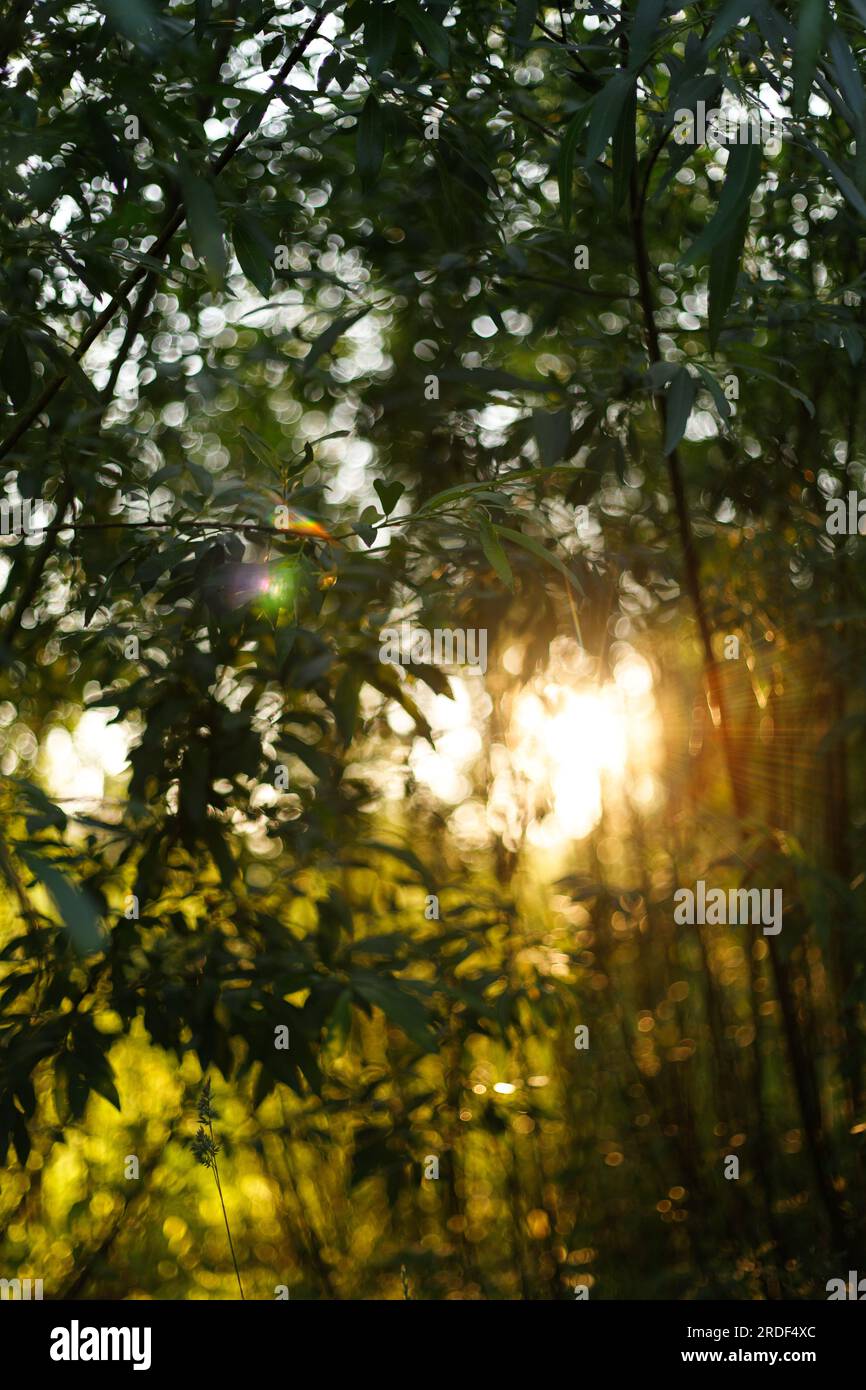 Sunset light through tree leaves Stock Photo - Alamy