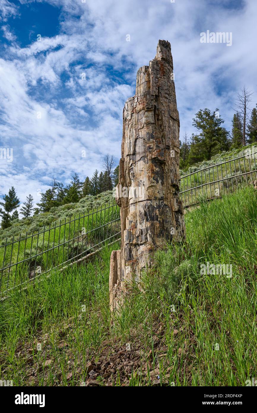 Petrified Tree, Yellowstone National Park, Wyoming, United States of ...