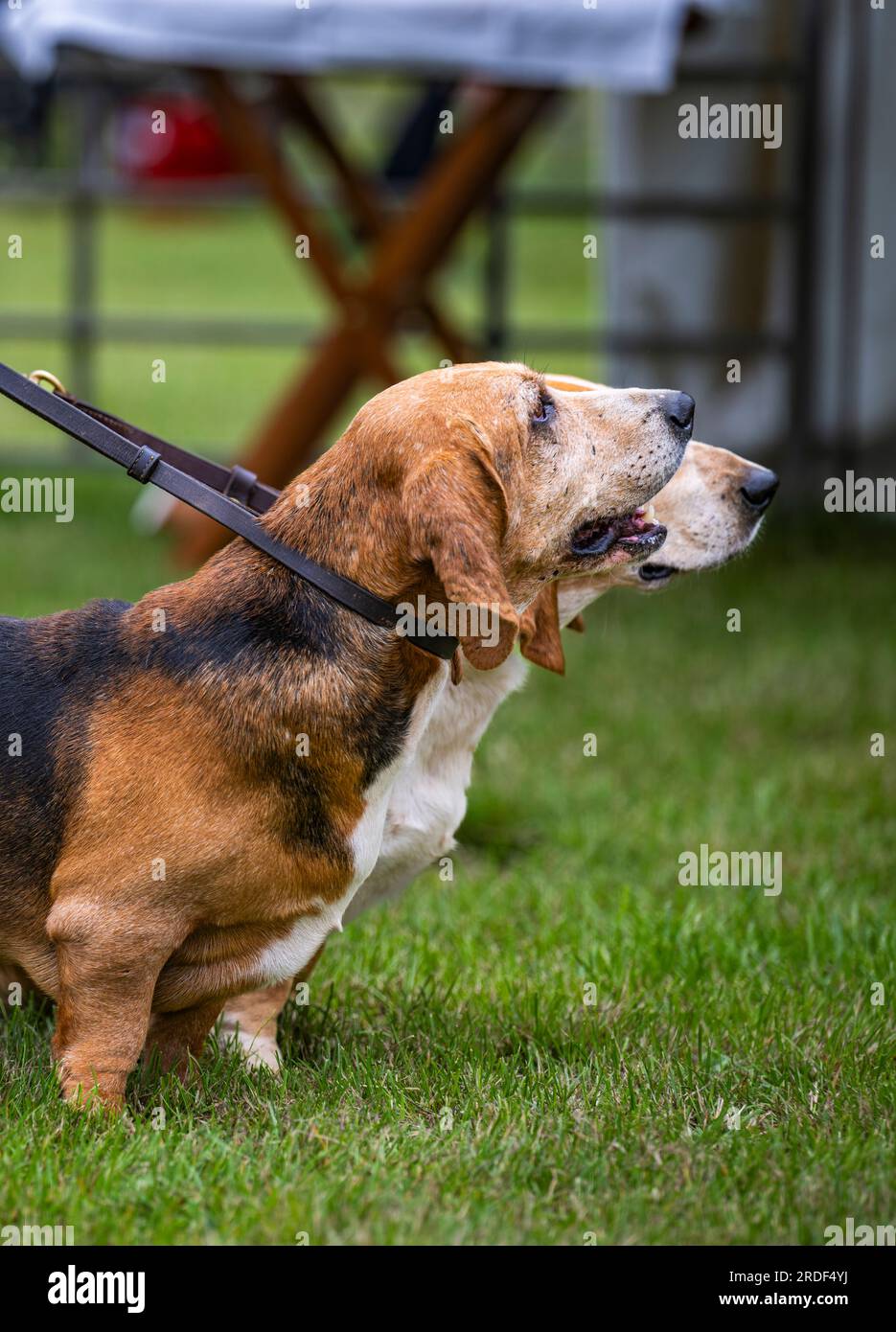 The Showground, Peterborough, UK – In addition to Fox Hounds the ...