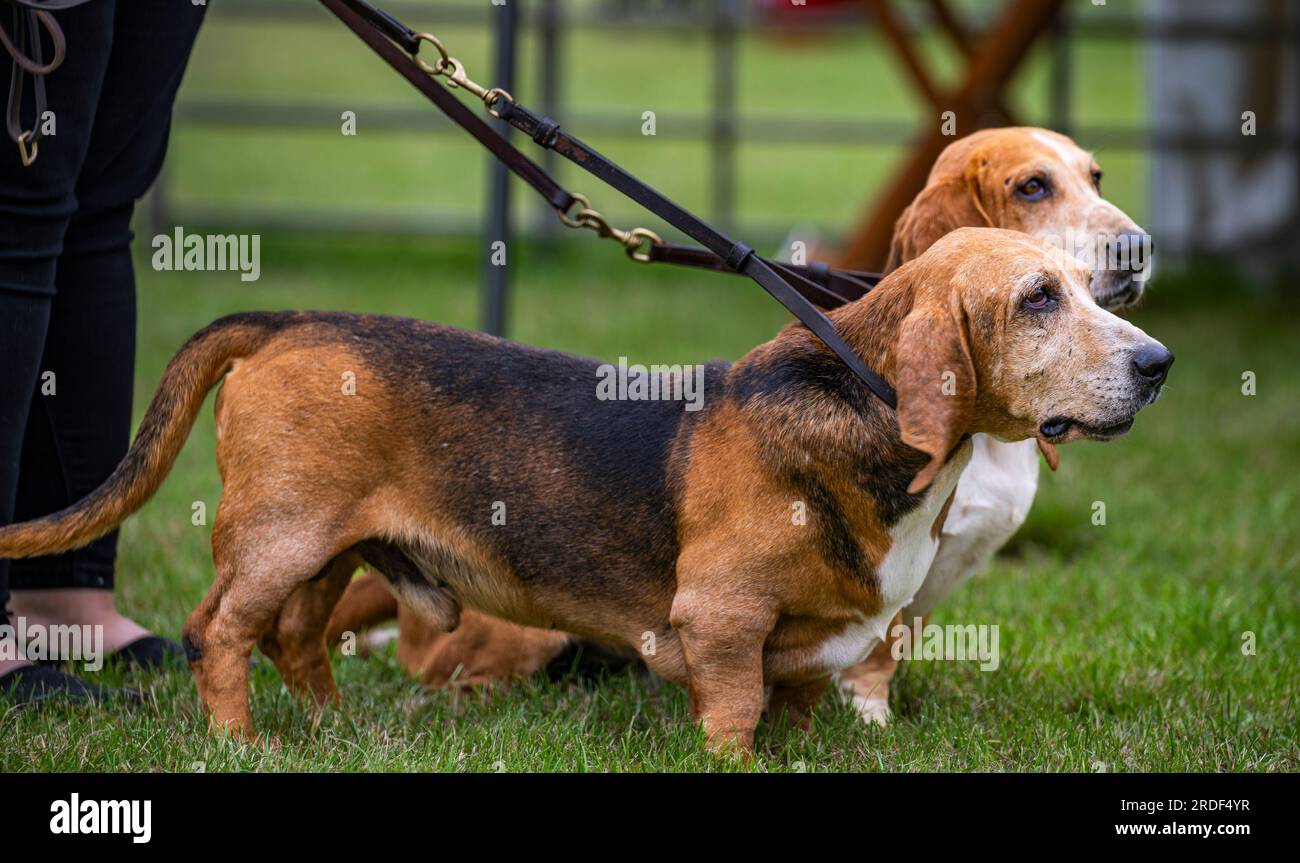 The Showground, Peterborough, UK – In addition to Fox Hounds the ...