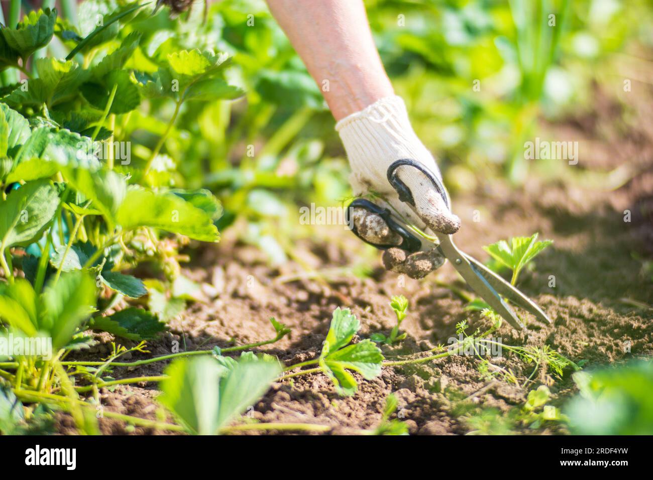 The farmer takes care of the plants in the vegetable garden on the farm ...