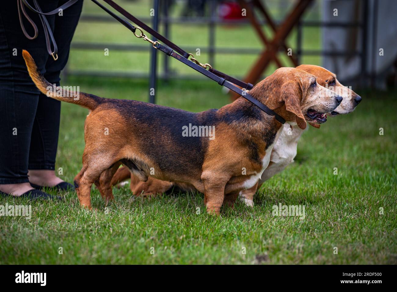 The Showground, Peterborough, UK – In addition to Fox Hounds the ...