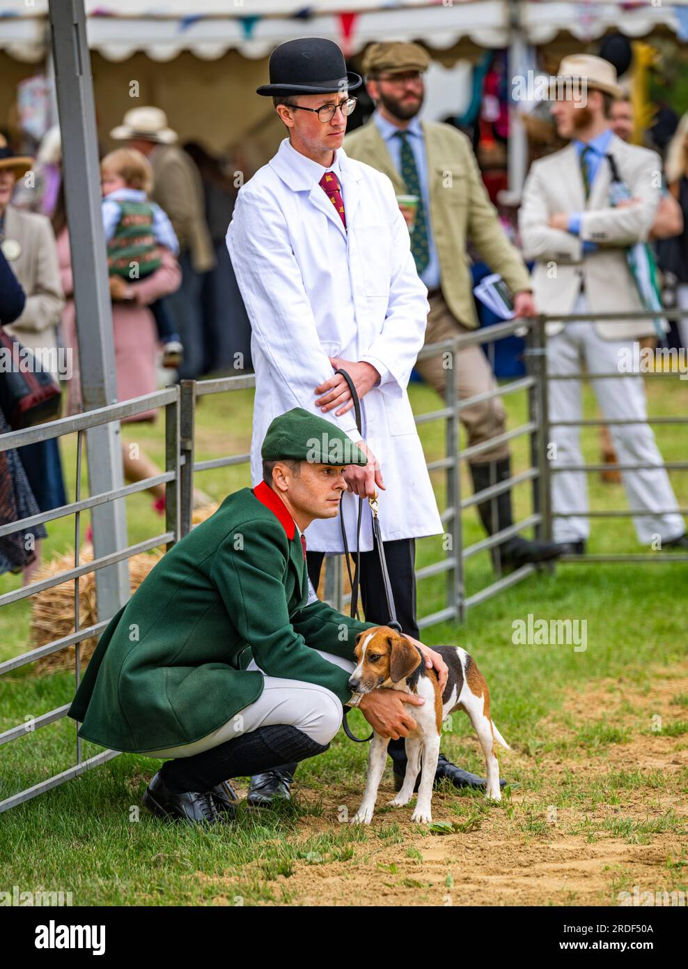 Largest working scent hound show hi-res stock photography and images ...