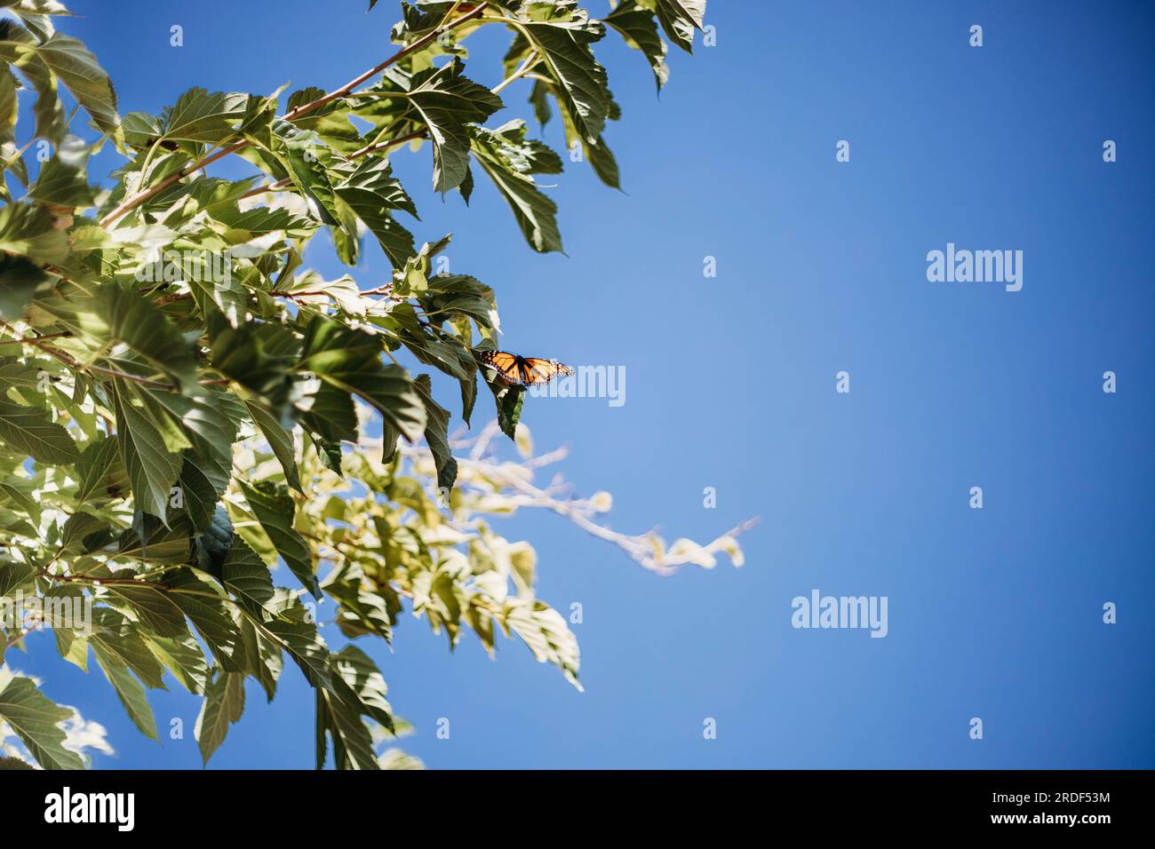 Endangered monarch butterfly hi-res stock photography and images - Alamy