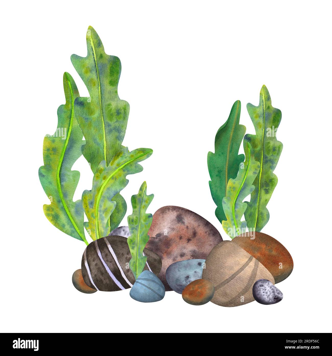 Composition with stones and green algae at the bottom. Painted in ...
