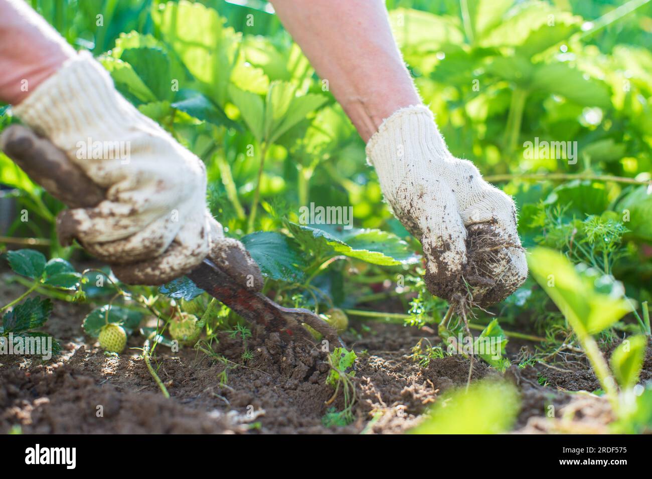 The farmer takes care of the plants in the vegetable garden on the farm ...