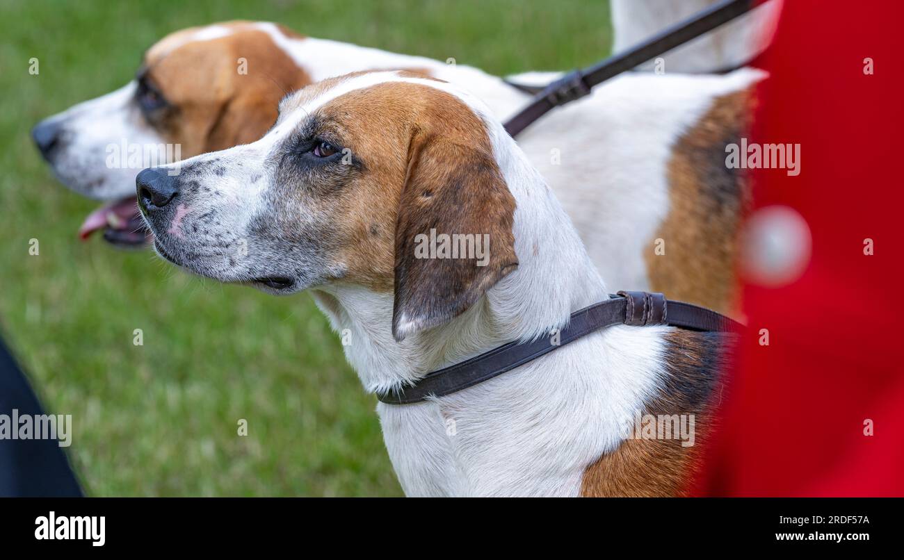 The Showground, Peterborough, UK – In addition to Fox Hounds the ...