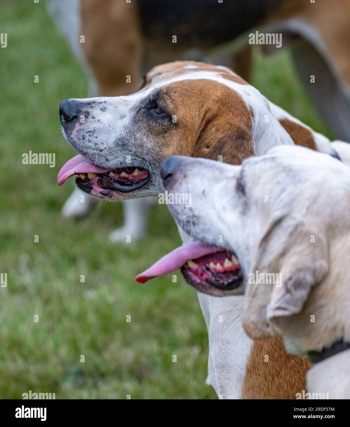 The Showground, Peterborough, UK – In addition to Fox Hounds the ...