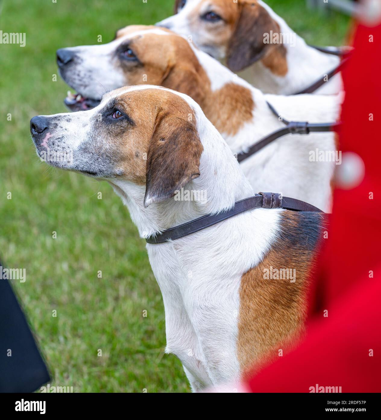 Largest working scent hound show hi-res stock photography and images ...
