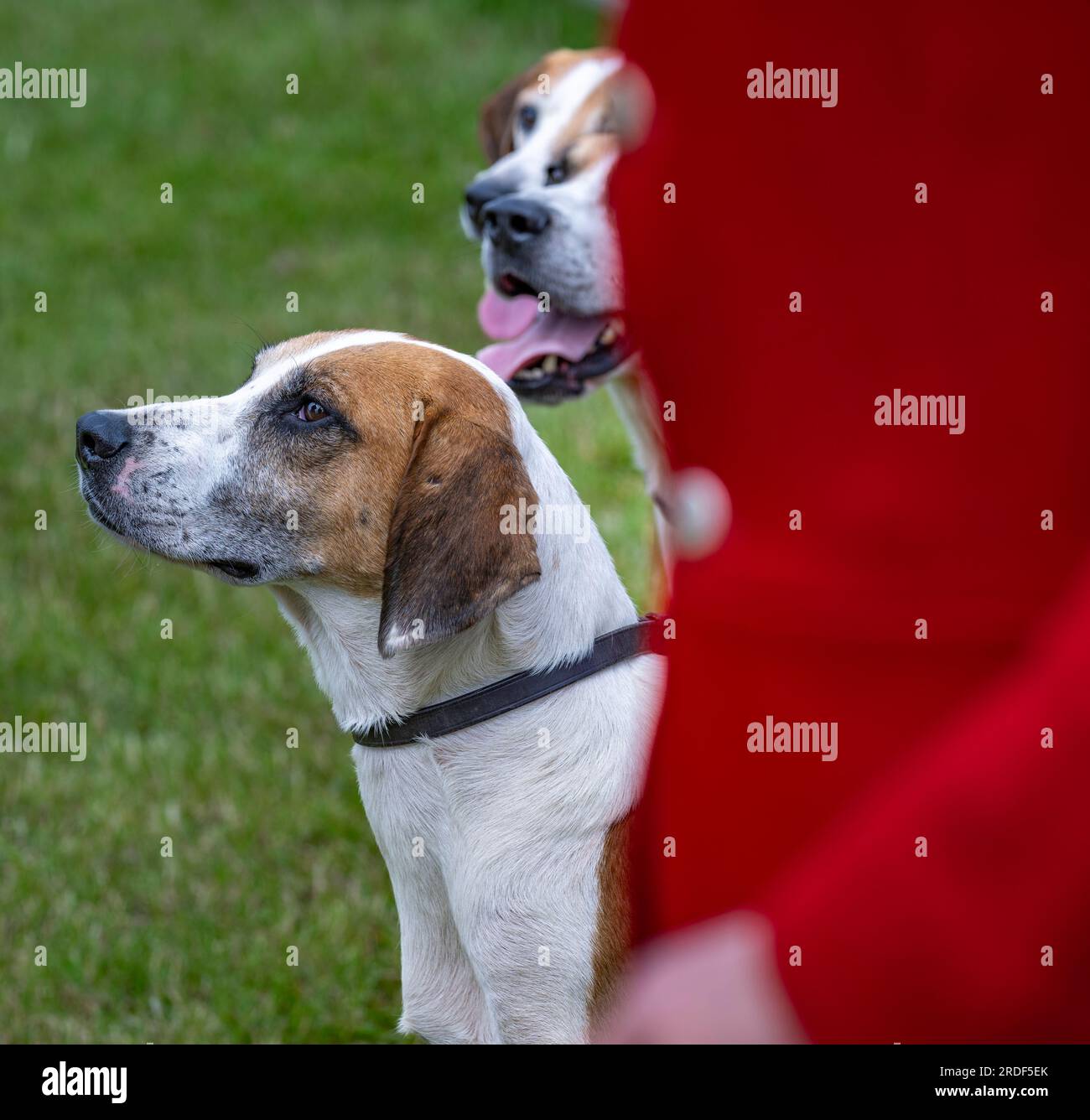 The Showground, Peterborough, UK – In addition to Fox Hounds the ...