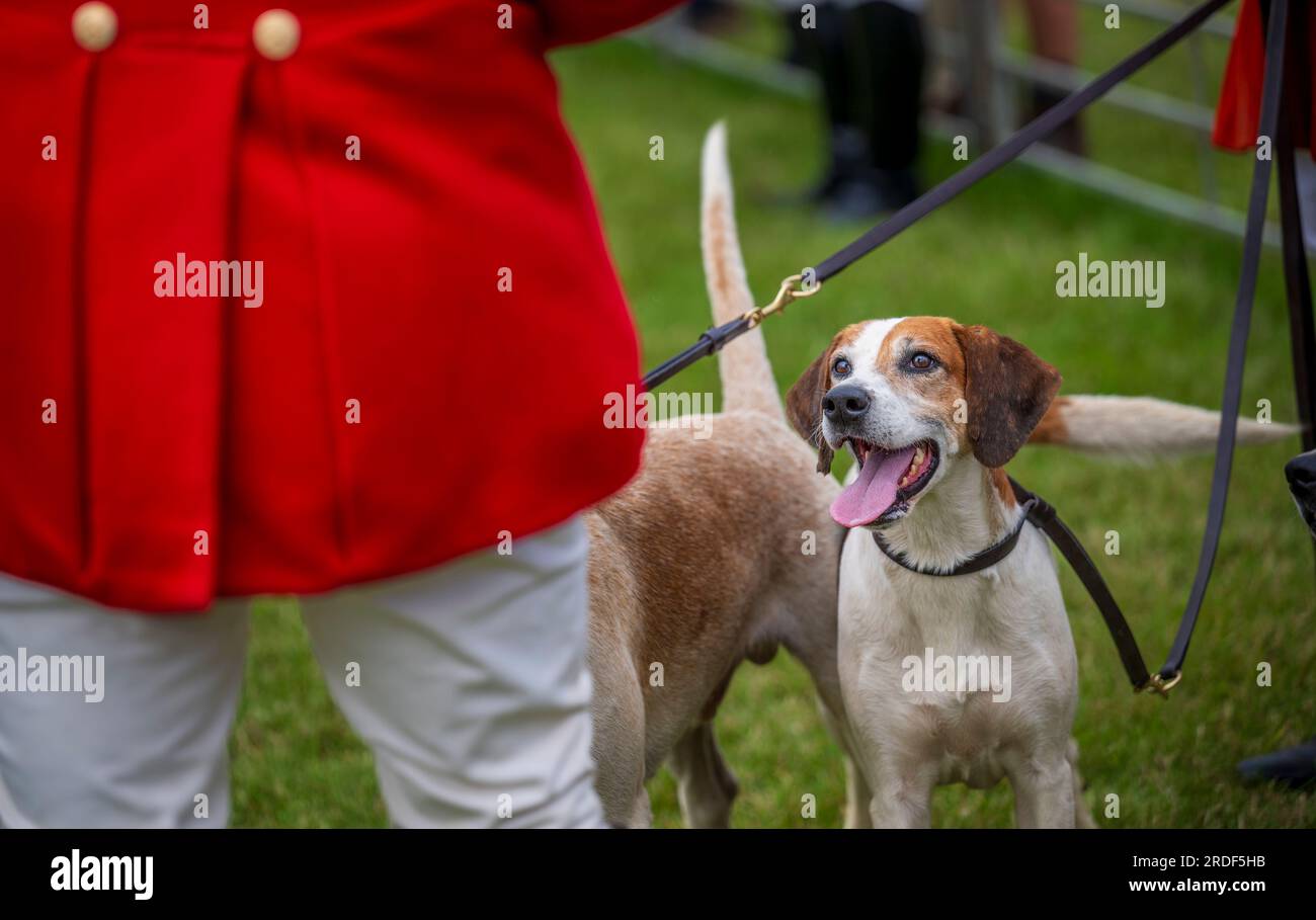 The Showground, Peterborough, UK – In addition to Fox Hounds the ...