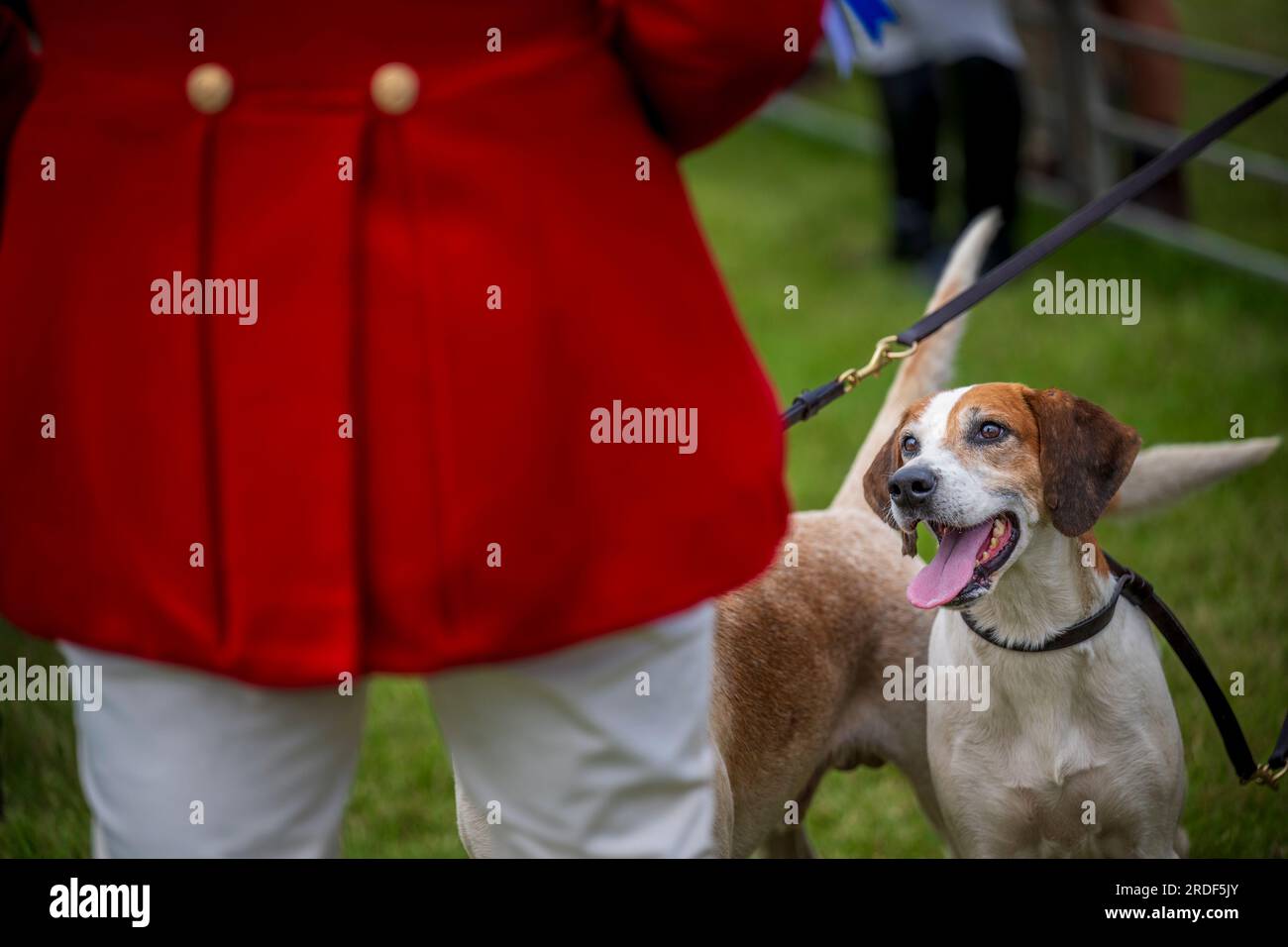 The Showground, Peterborough, UK – In addition to Fox Hounds the ...