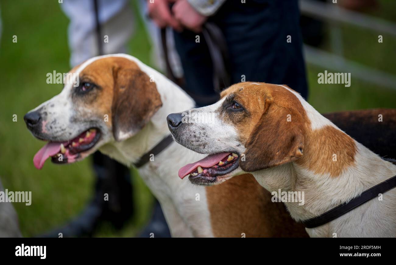 The Showground, Peterborough, UK – In addition to Fox Hounds the ...