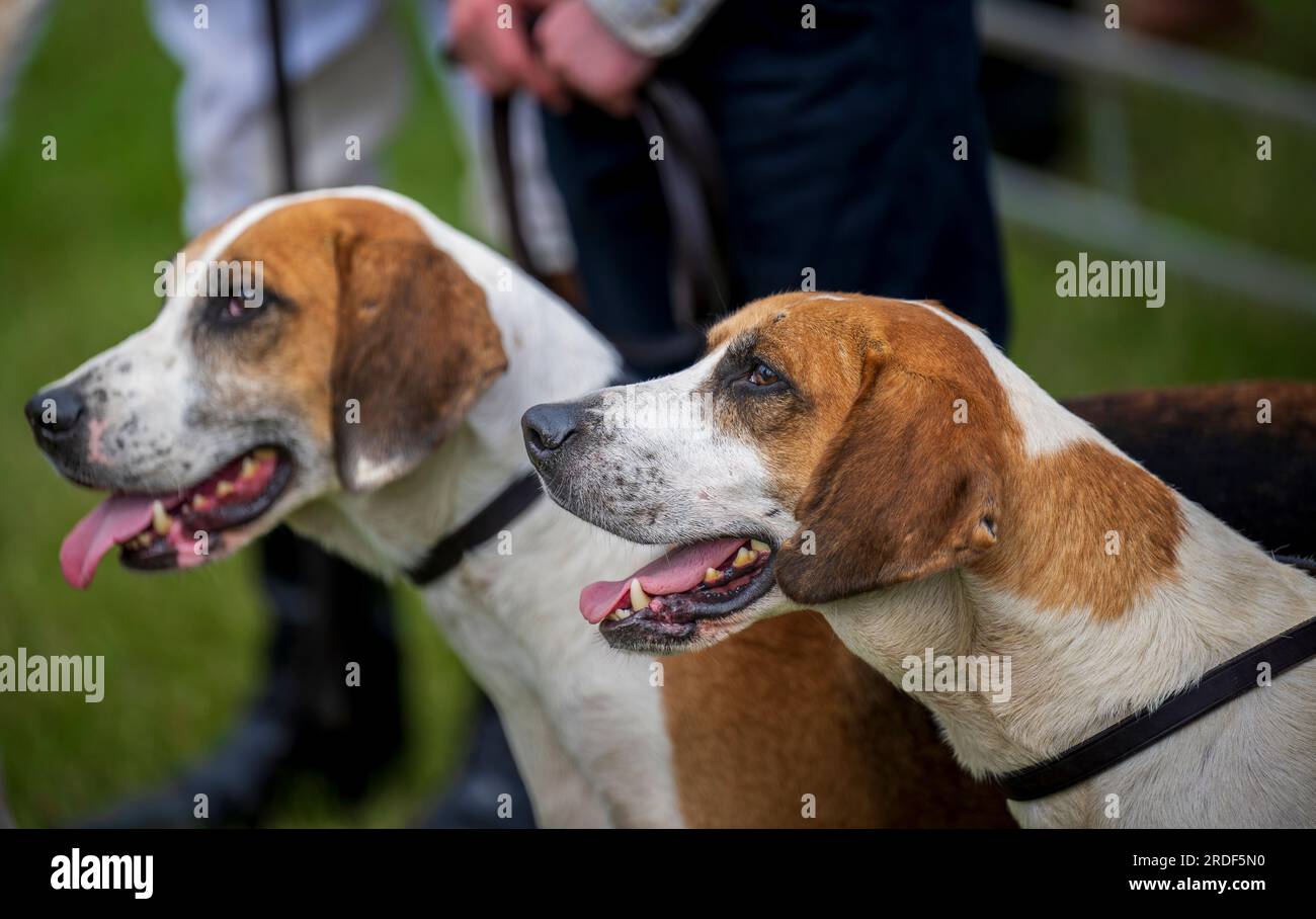 The Showground, Peterborough, UK – In addition to Fox Hounds the ...