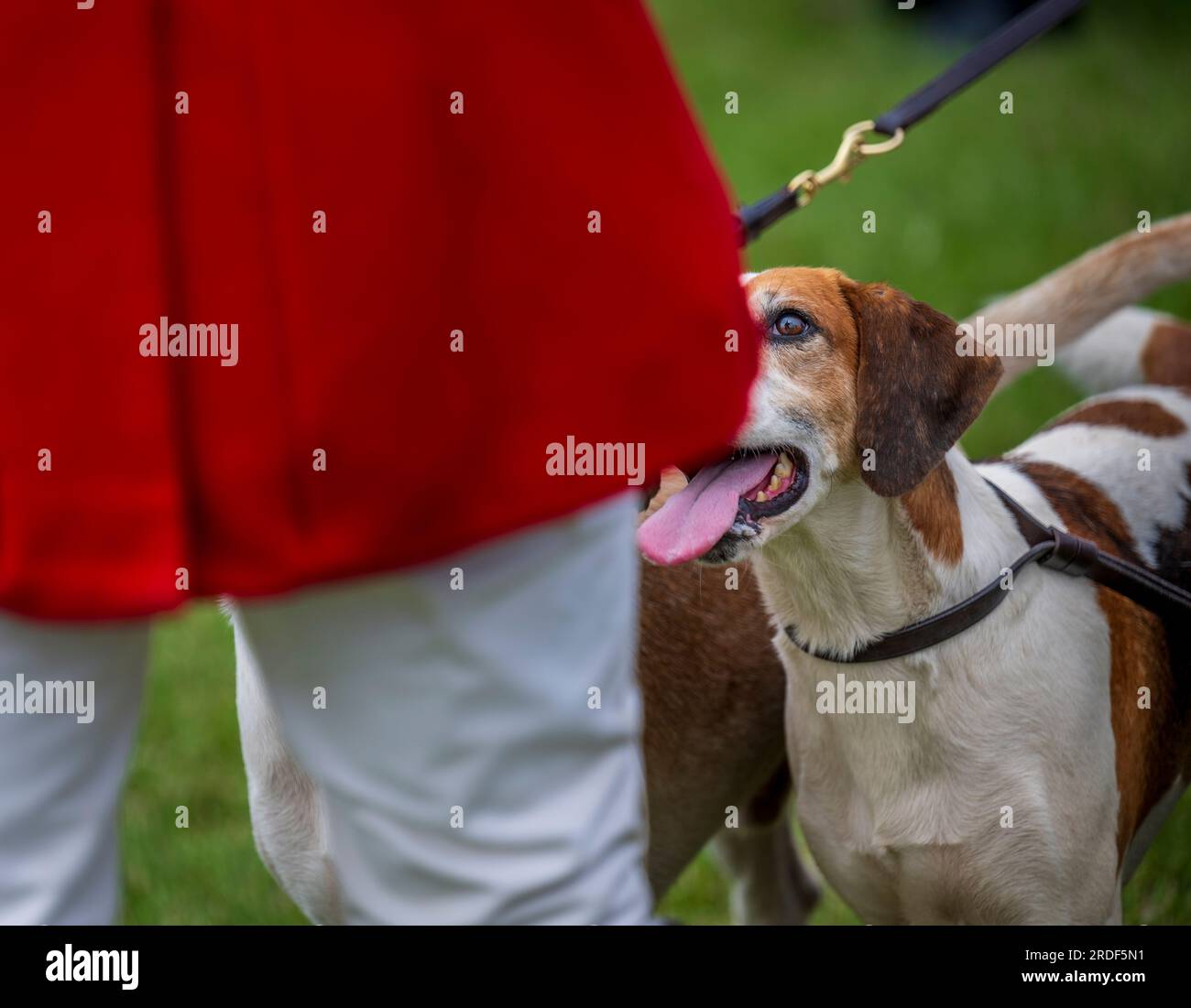 The Showground, Peterborough, UK – In addition to Fox Hounds the ...