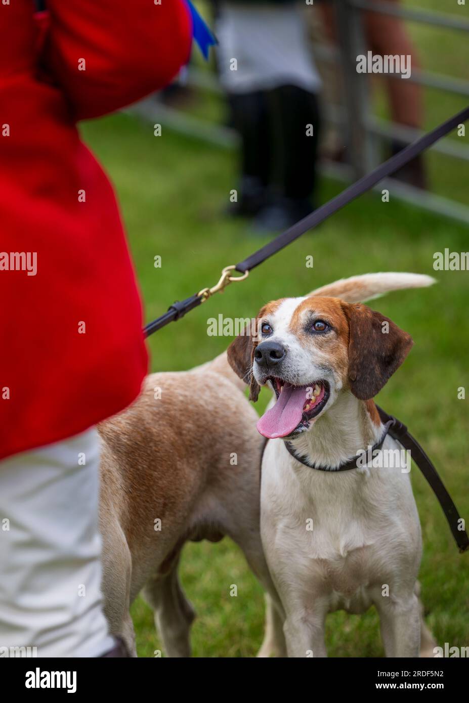 The Showground, Peterborough, UK – In addition to Fox Hounds the ...