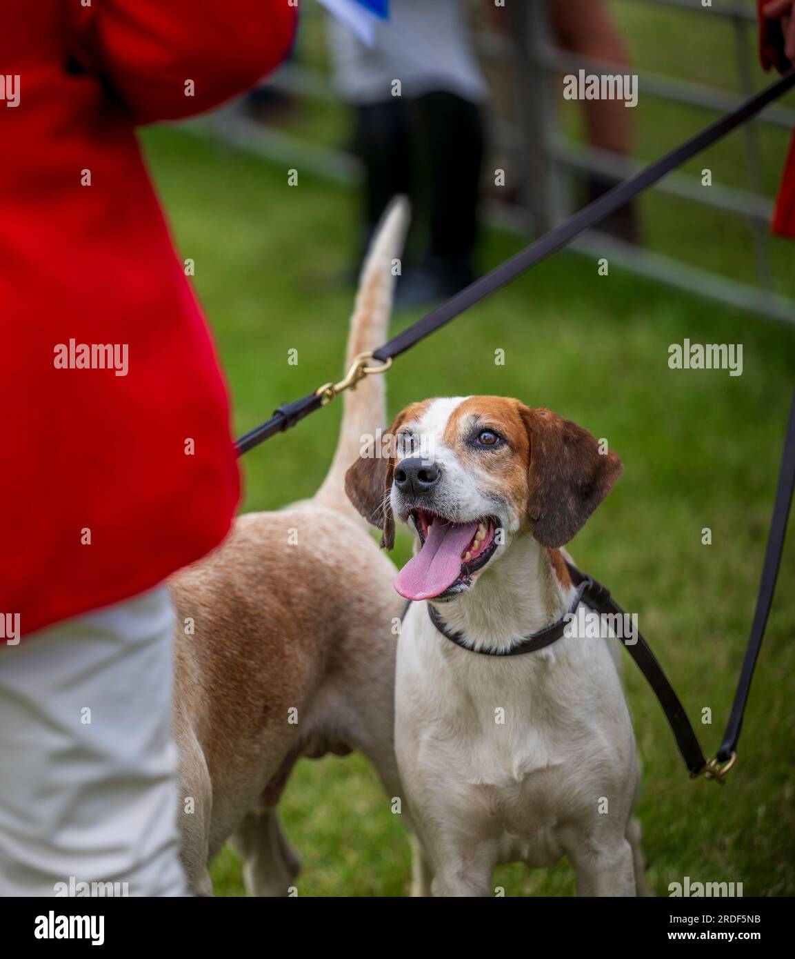 The Showground, Peterborough, UK – In addition to Fox Hounds the ...