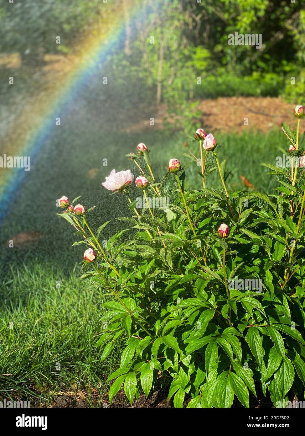 Rainbow over peonies growing in backyard garden Stock Photo - Alamy