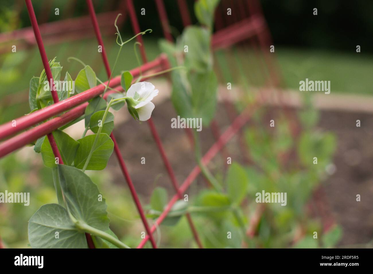 Garden pea plants trellis hi-res stock photography and images - Alamy