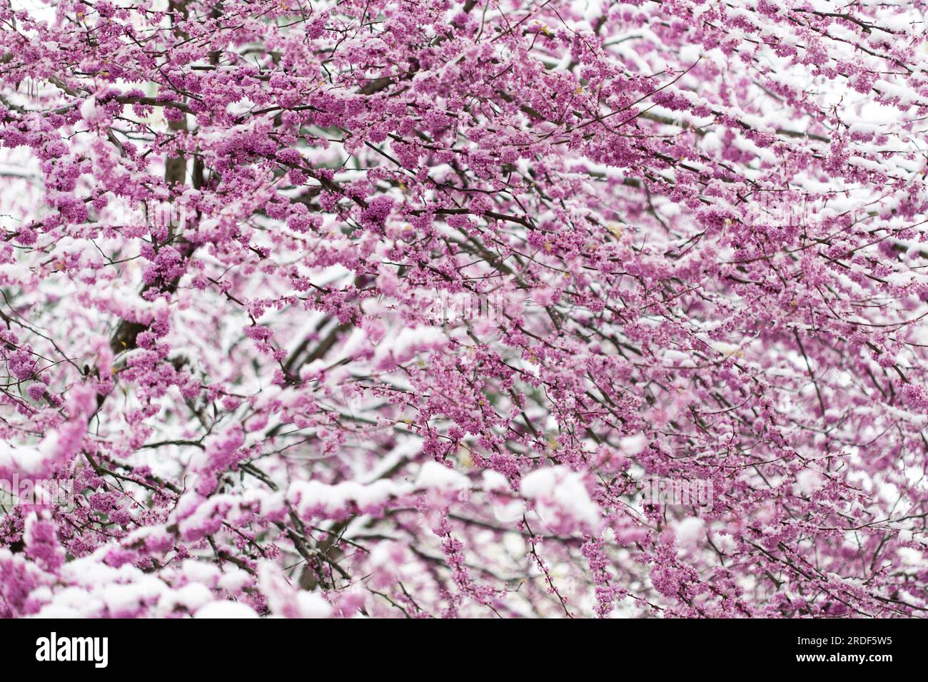 Snow and cherry blossoms hi-res stock photography and images - Alamy
