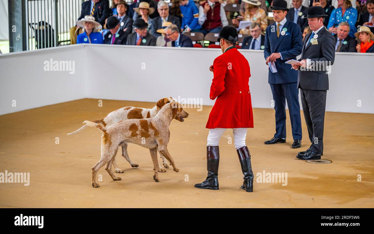 The Showground, Peterborough, UK – In addition to Fox Hounds the ...