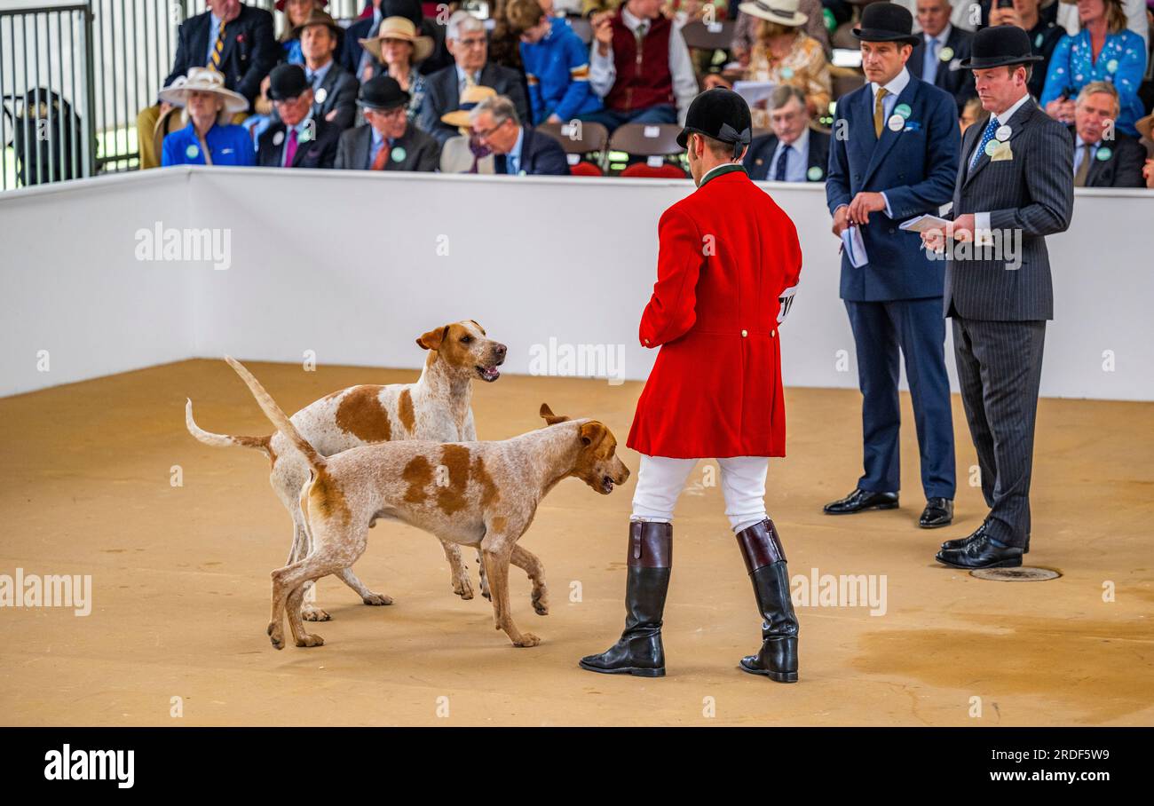 The Showground, Peterborough, UK – In addition to Fox Hounds the ...