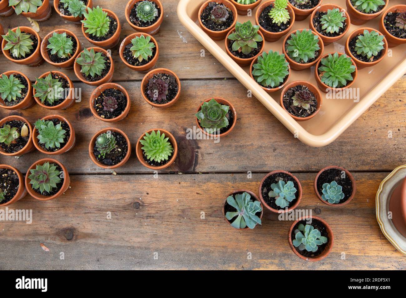 Succulents in tiny pots on a picnic table Stock Photo - Alamy