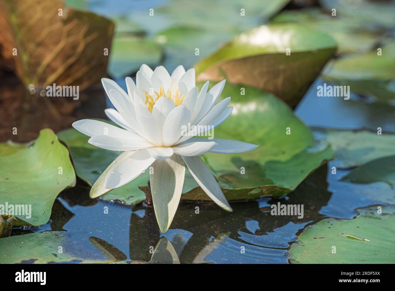 White water lily at Kenilworth Aquatic Garden in Washington, D.C Stock ...