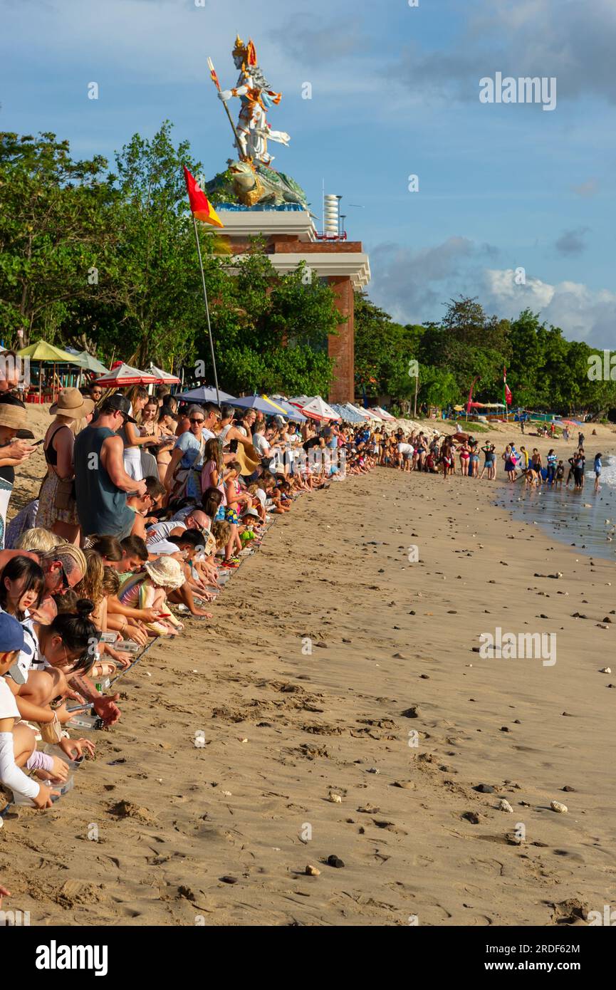 A mass Sea Turtle release by the Bali Sea Turtle Society, Kuta Beach ...