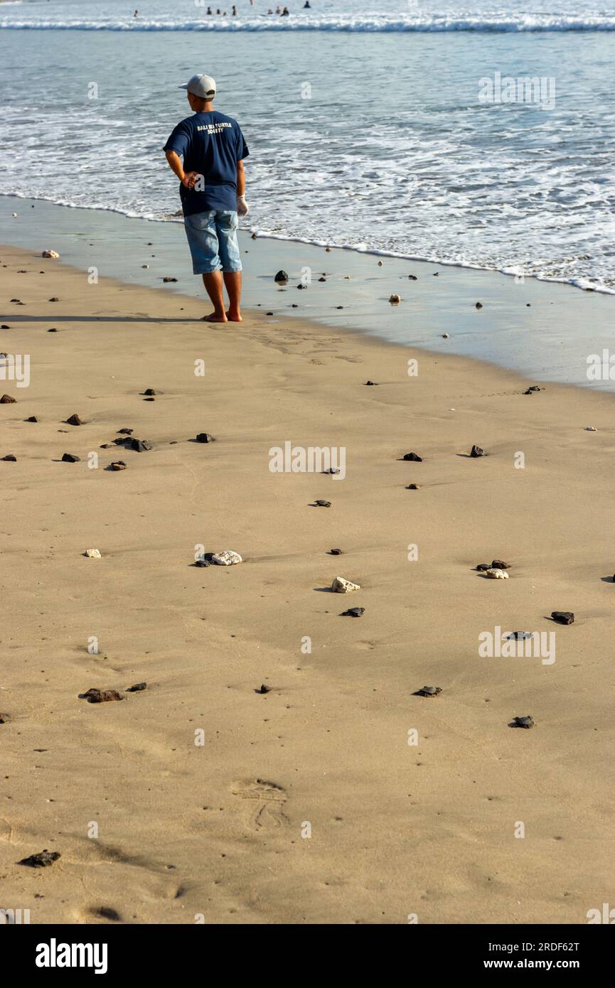 A mass Sea Turtle release by the Bali Sea Turtle Society, Kuta Beach ...