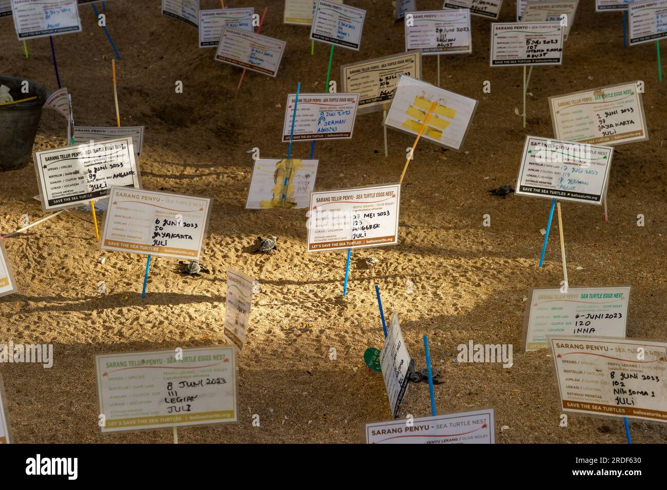 A Sea Turtle Eggs Nest at Bali Sea Turtle Society, Kuta Beach, Bali ...