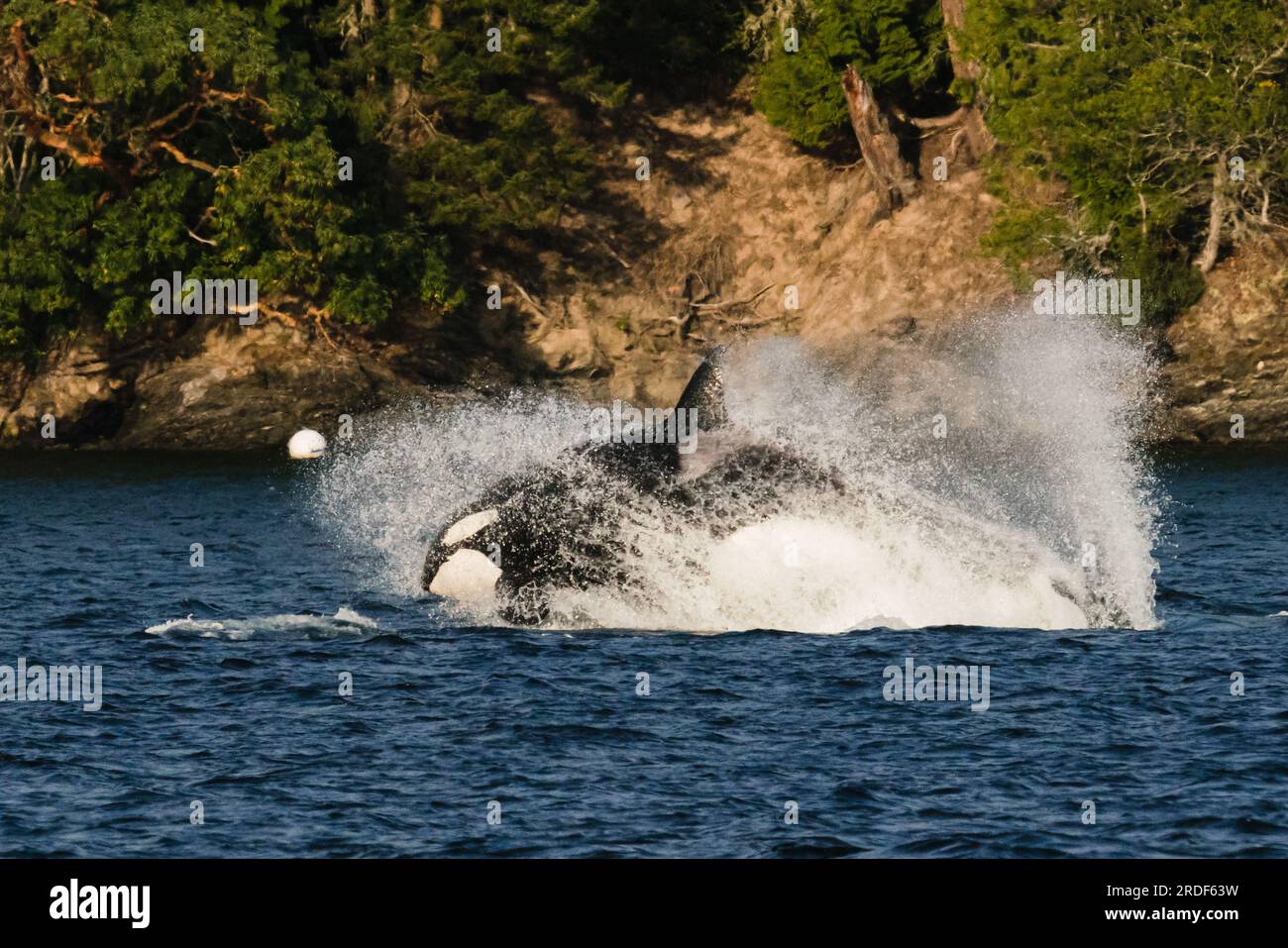 Bigg's Killer Whale T019, Nootka, hunting a sea lion Stock Photo - Alamy